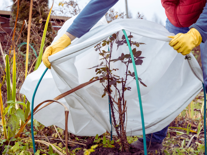 Lake Effect Snow in Valpo May Impact Your Trees in Winter