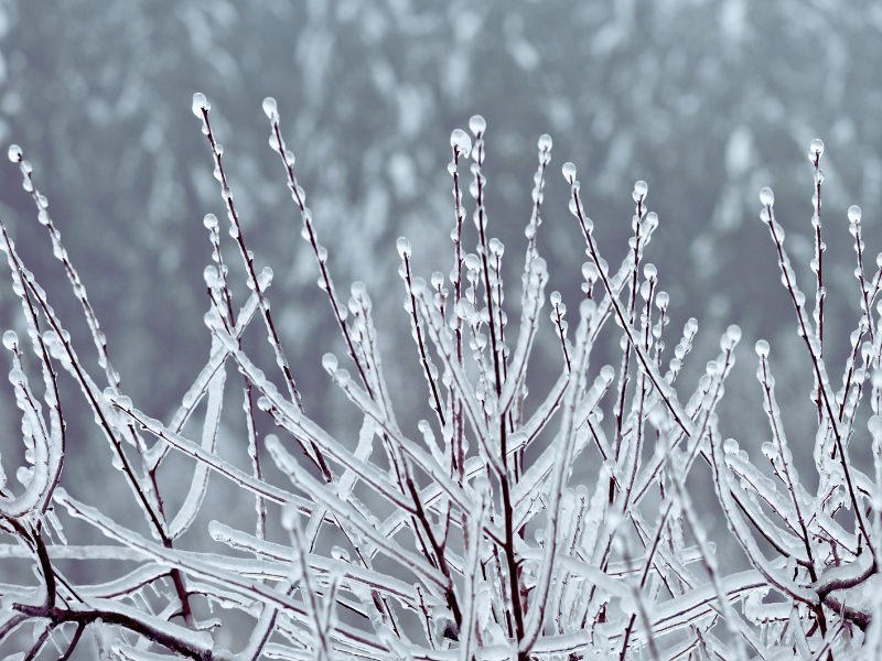 Lake Effect Snow in Valpo May Impact Your Trees in Winter